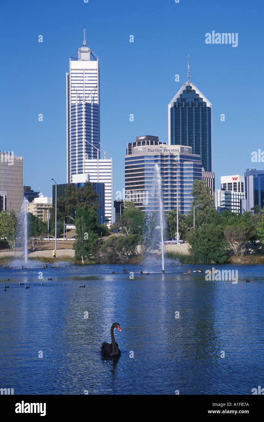 Perth and a black swan on a lake in Western Australia Stock Photo - Alamy