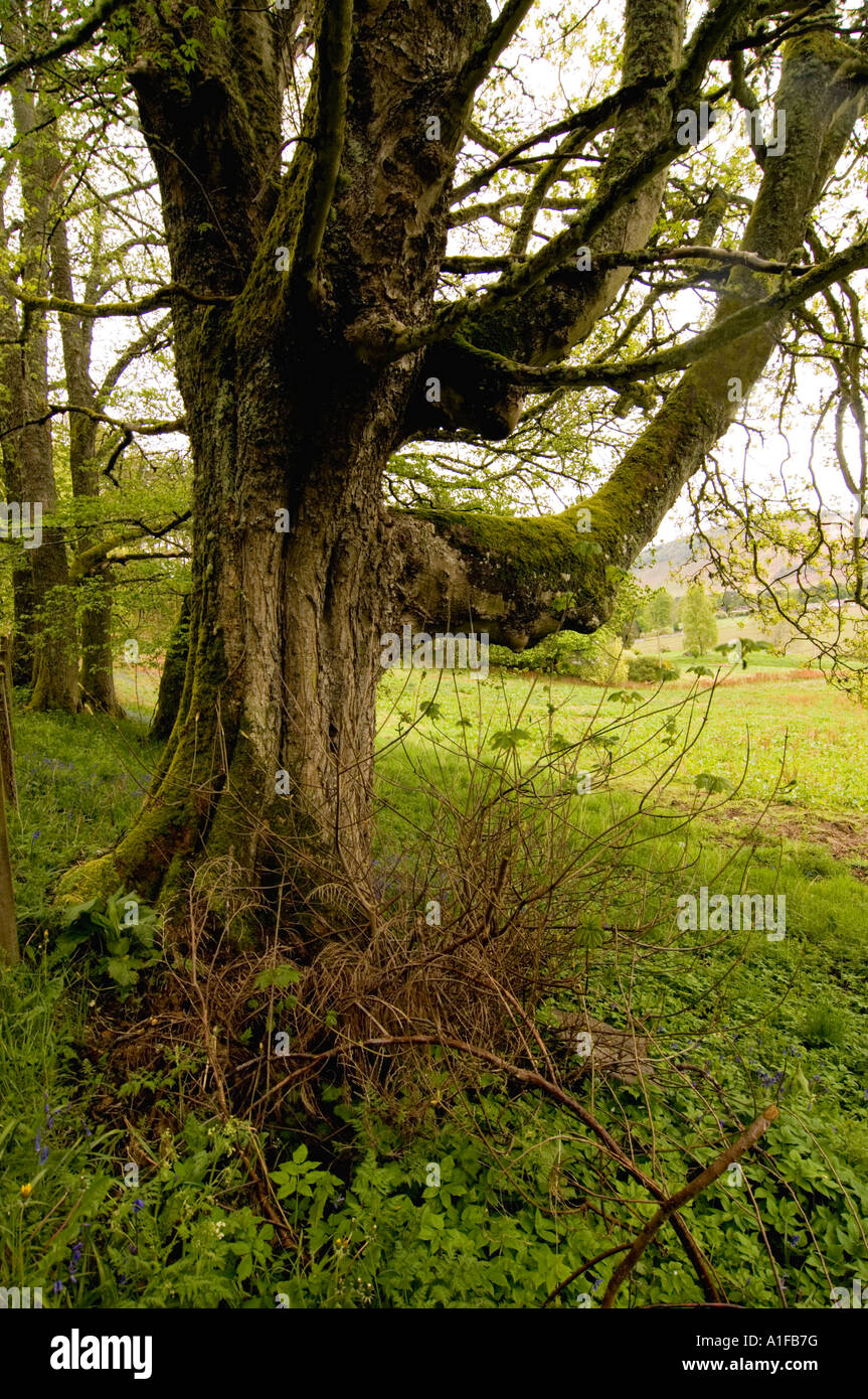 Strathpeffer Highlands Scotland United Kingdom Stock Photo - Alamy