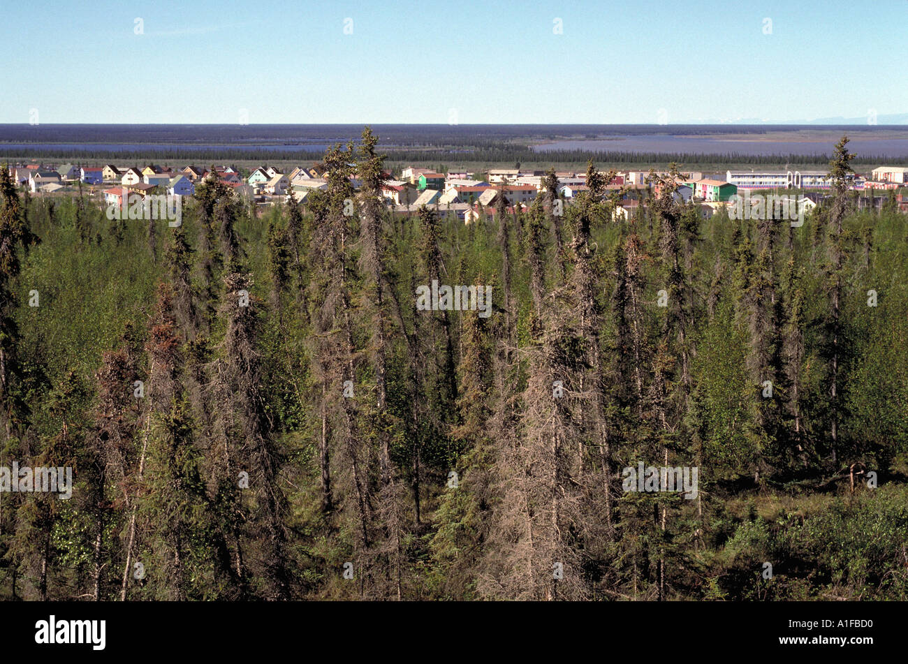 Nwt spruce trees hi-res stock photography and images - Alamy