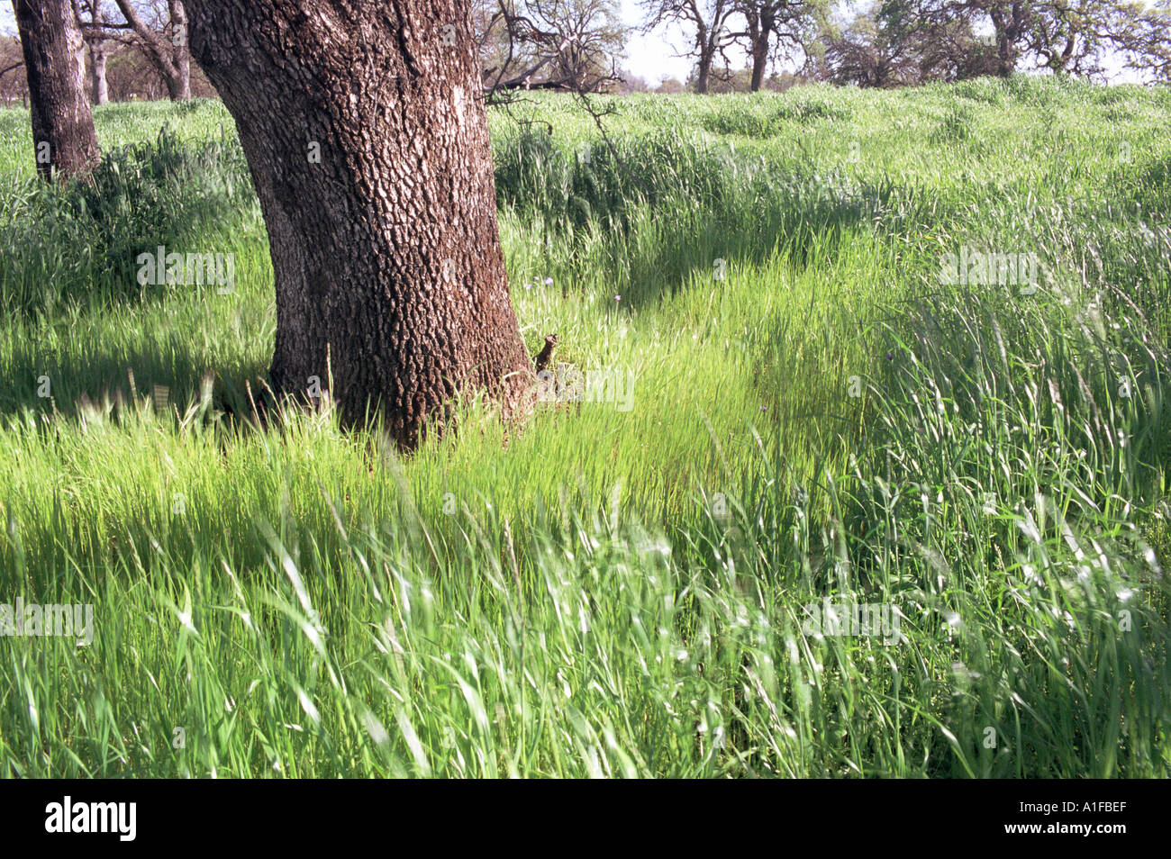 Tree in the tall grass Stock Photo - Alamy