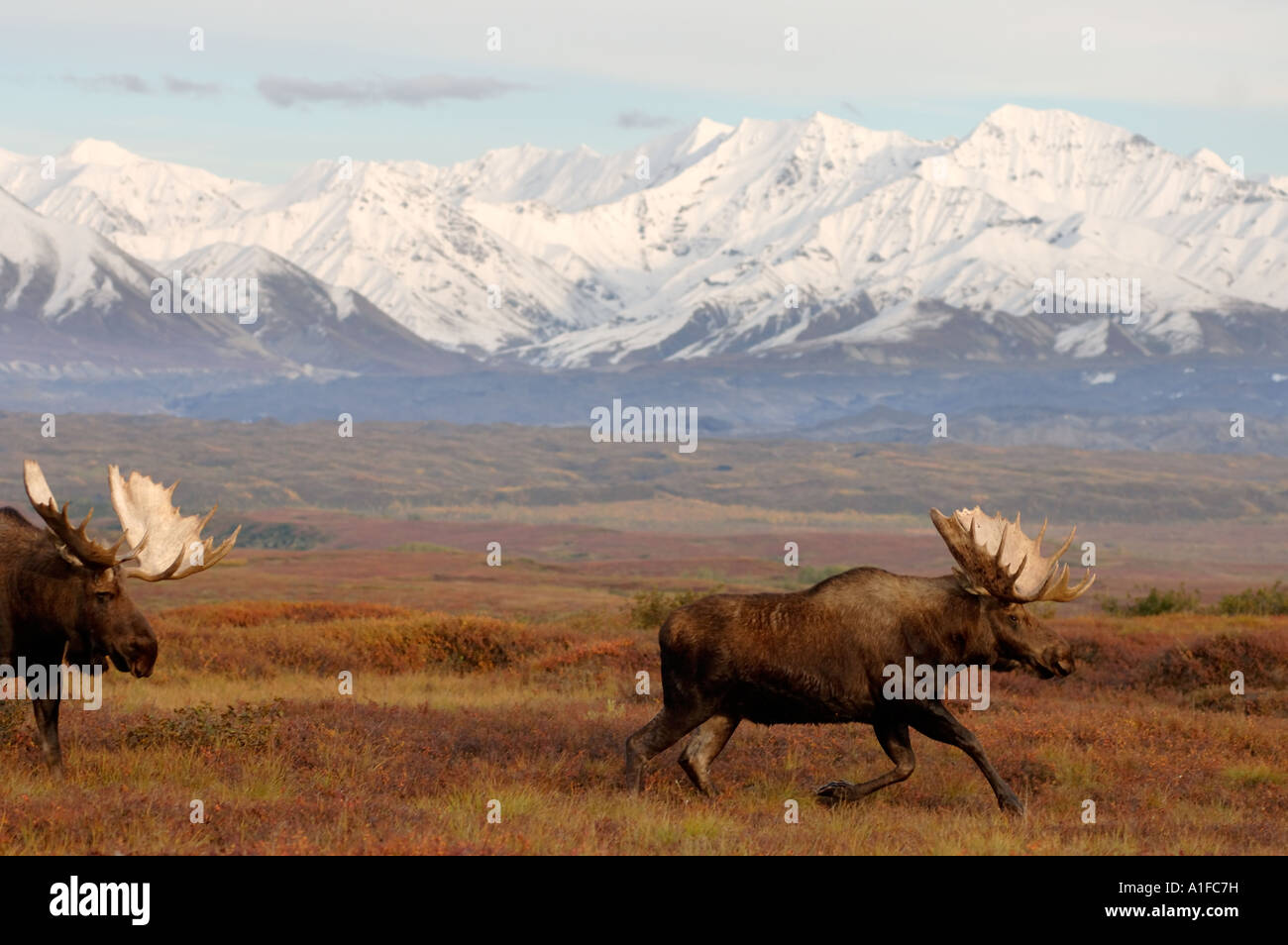 moose Alces alces two bulls in rut fighting during mating season Denali ...