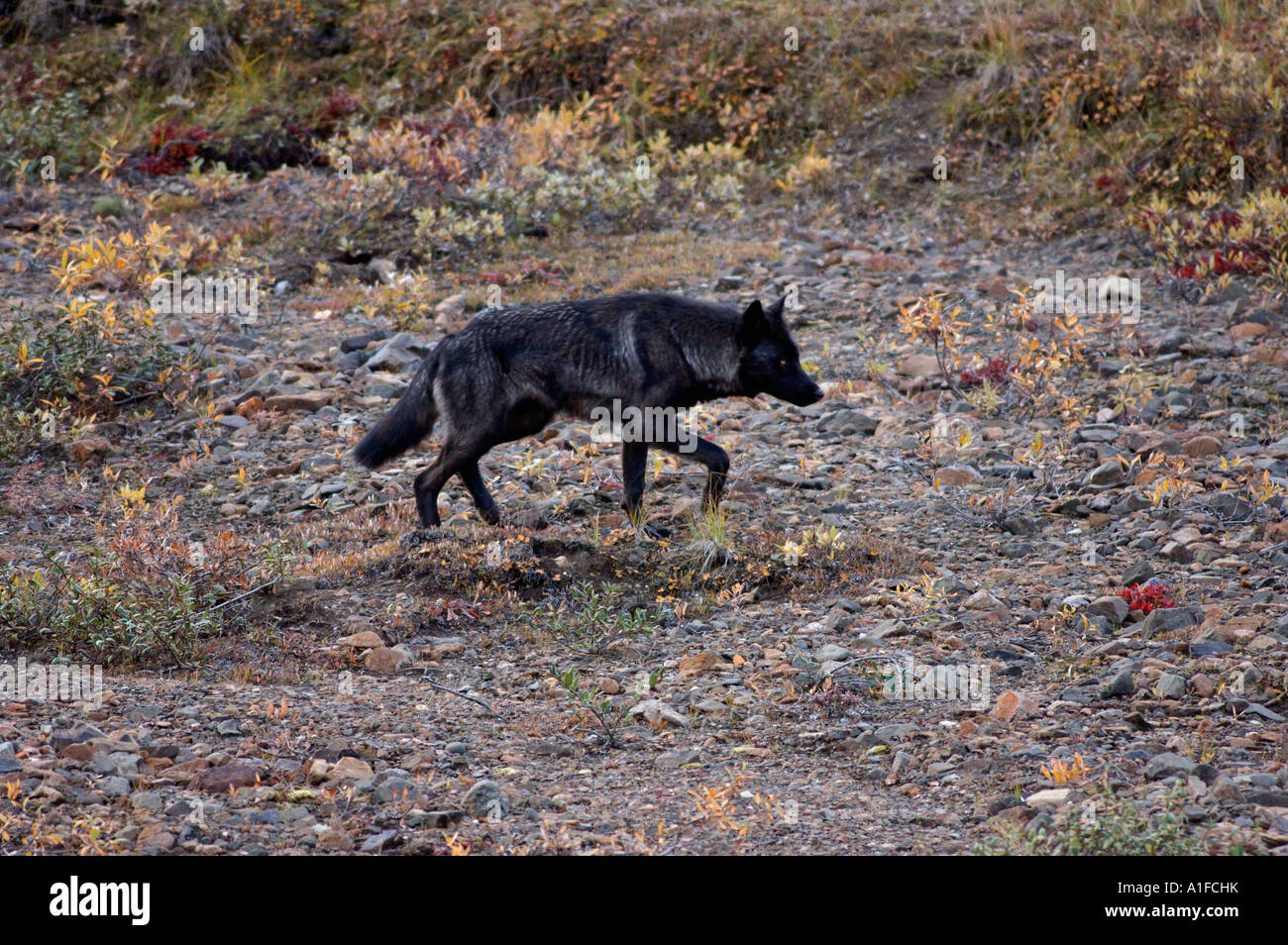 gray wolf Canis lupus on fall colors in Denali National Park interior ...