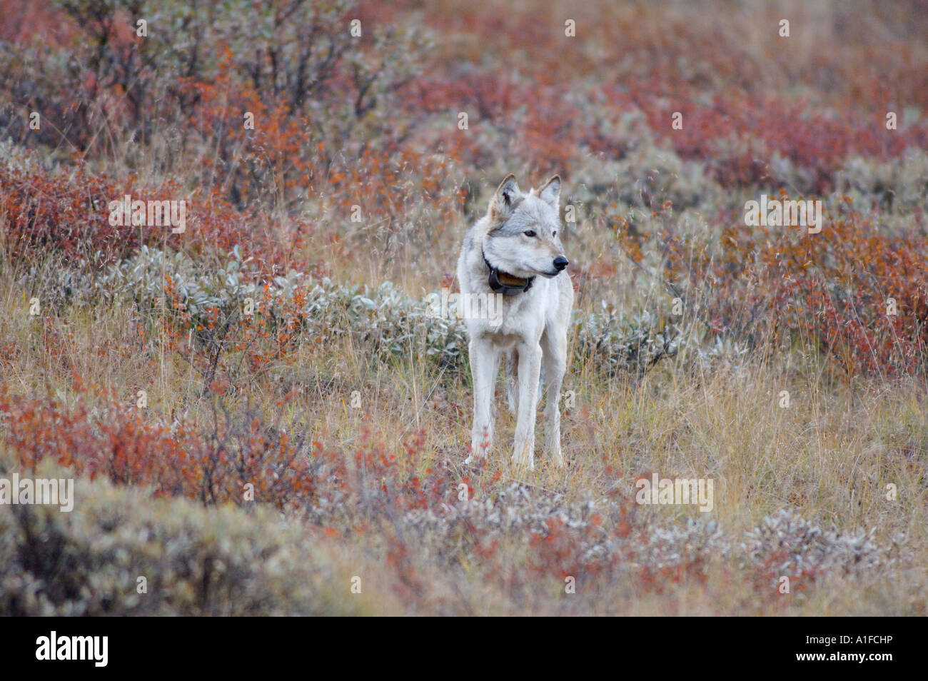 gray wolf Canis lupus female on fall colors in Denali National Park ...