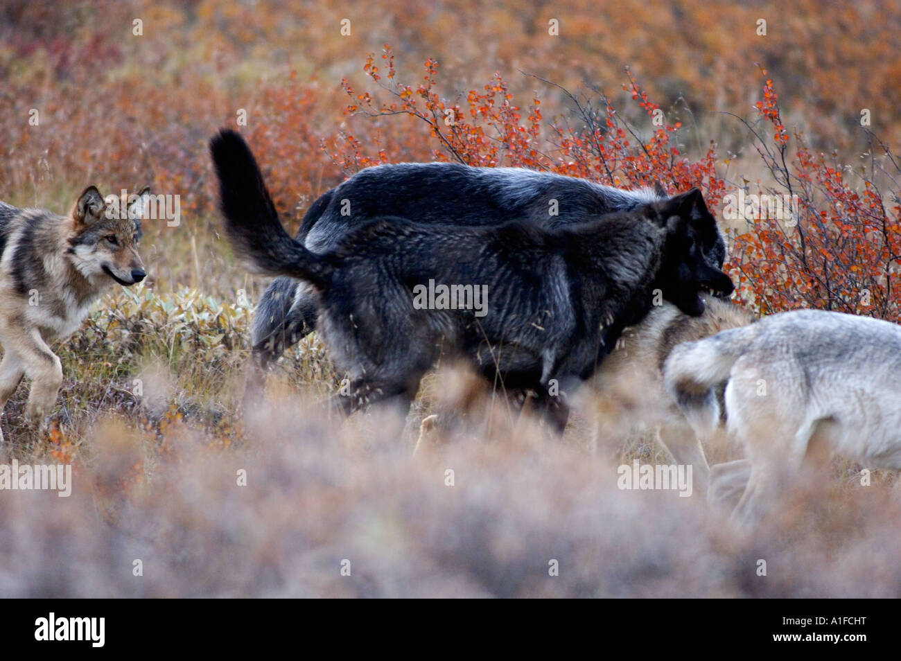 gray wolf Canis lupus family pack playing on fall tundra in Denali ...