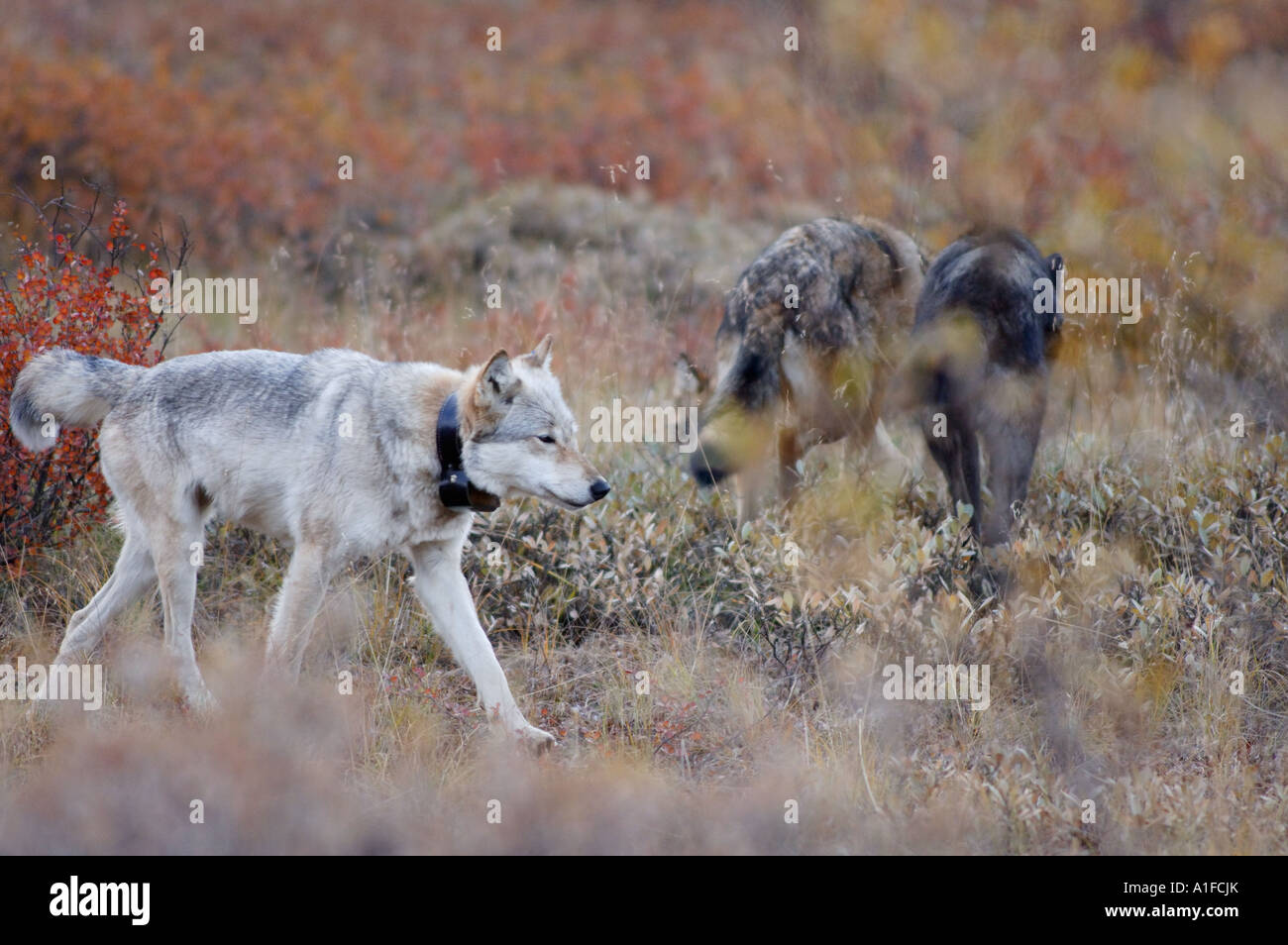 gray wolf Canis lupus family pack playing on fall tundra in Denali ...
