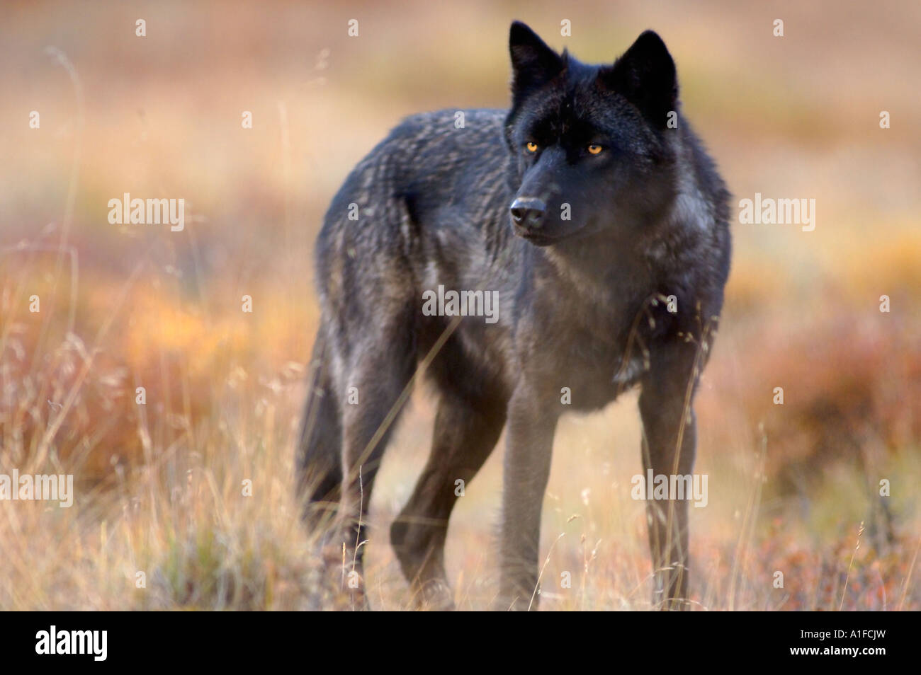 gray wolf Canis lupus on fall colors in Denali National Park interior ...