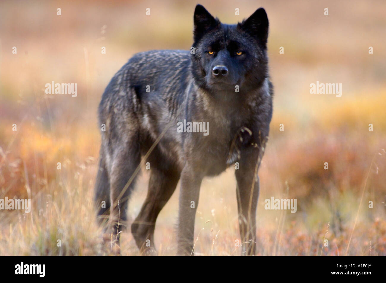gray wolf Canis lupus on fall colors in Denali National Park interior ...