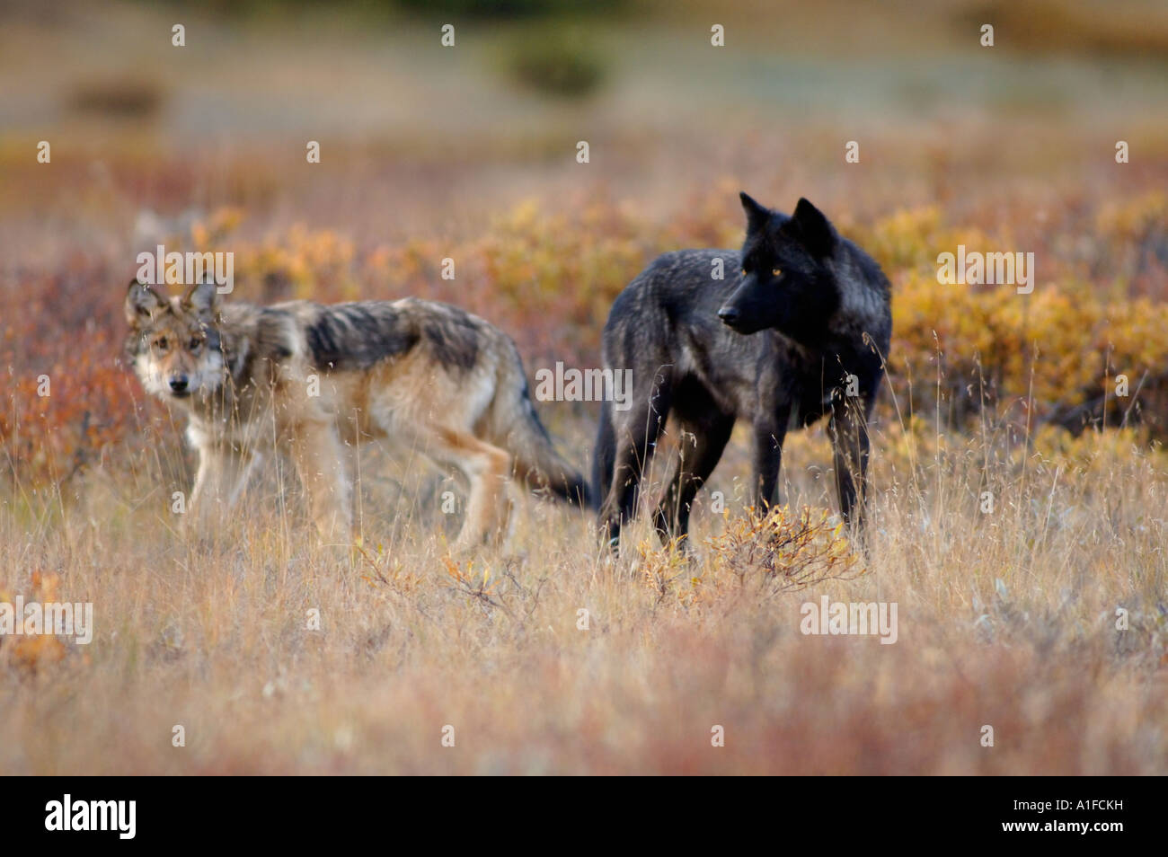 gray wolf Canis lupus male and pup on fall tundra in Denali National ...
