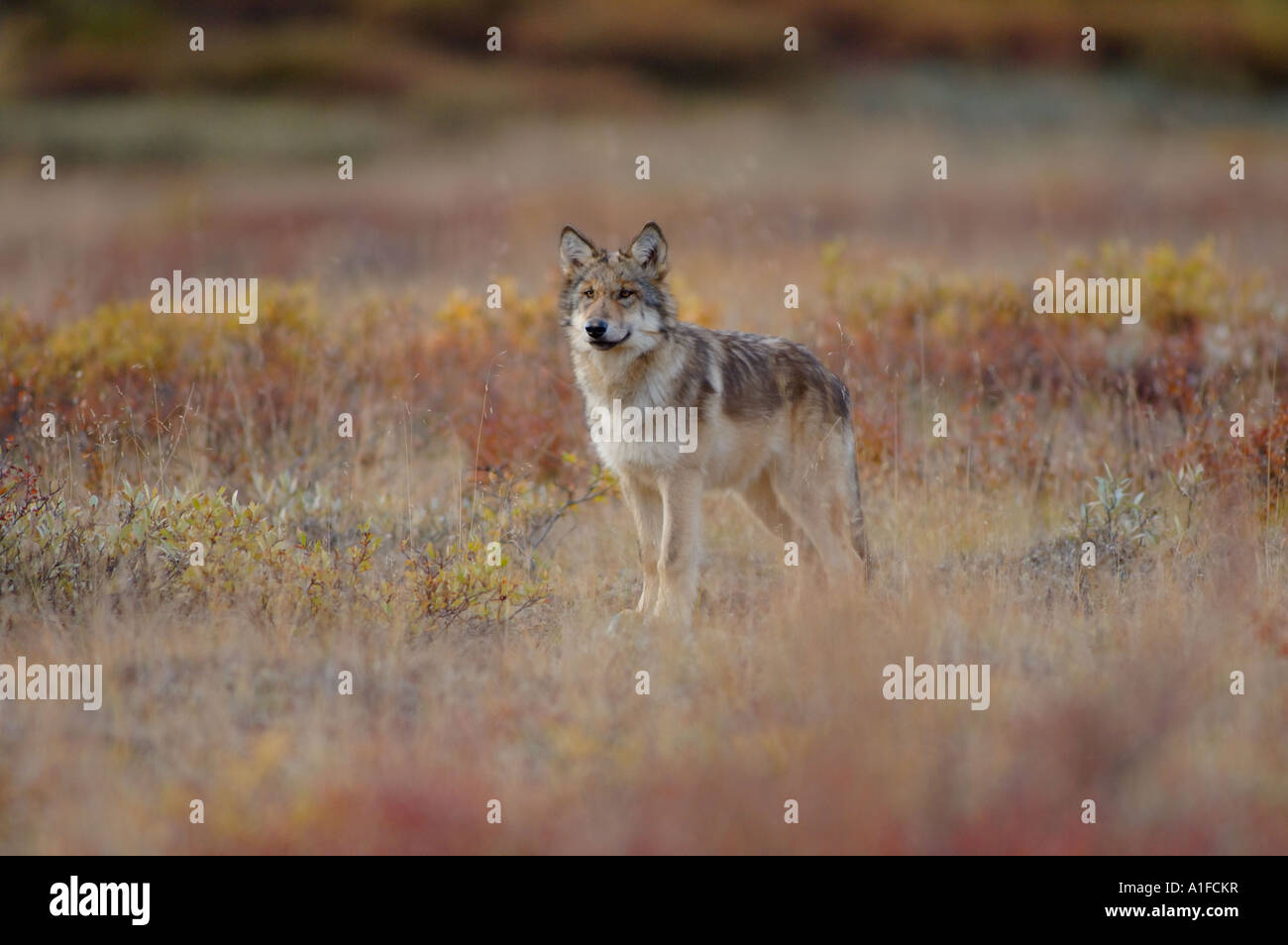 gray wolf Canis lupus pup on fall tundra in Denali National Park ...