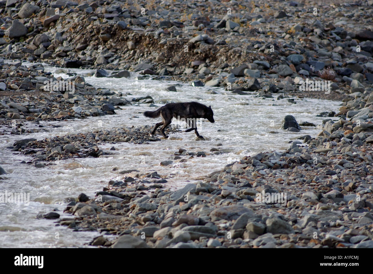 gray wolf Canis lupus male crossing a creek bed in Denali National Park ...