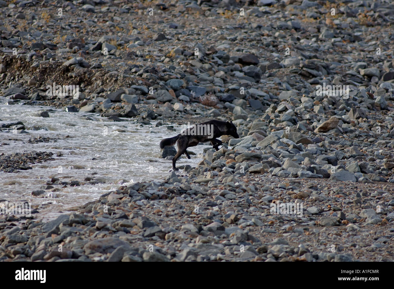 Wolves crossing river hi-res stock photography and images - Alamy