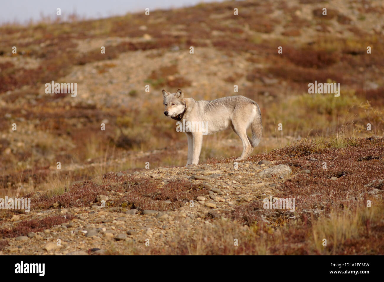 gray wolf Canis lupus female on fall colors in Denali National Park ...