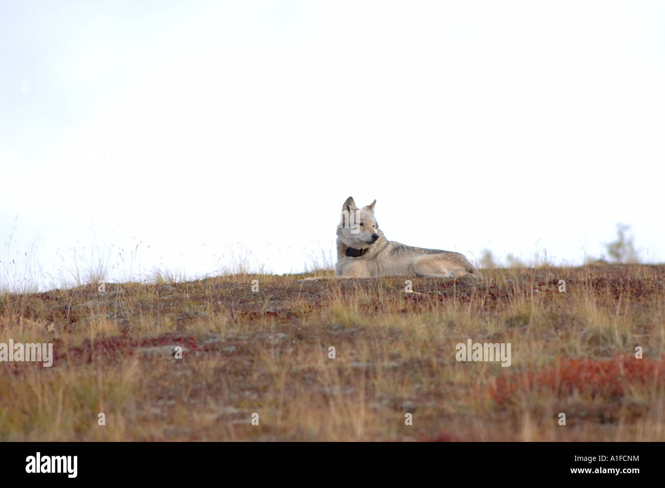 gray wolf Canis lupus female on fall colors in Denali National Park ...