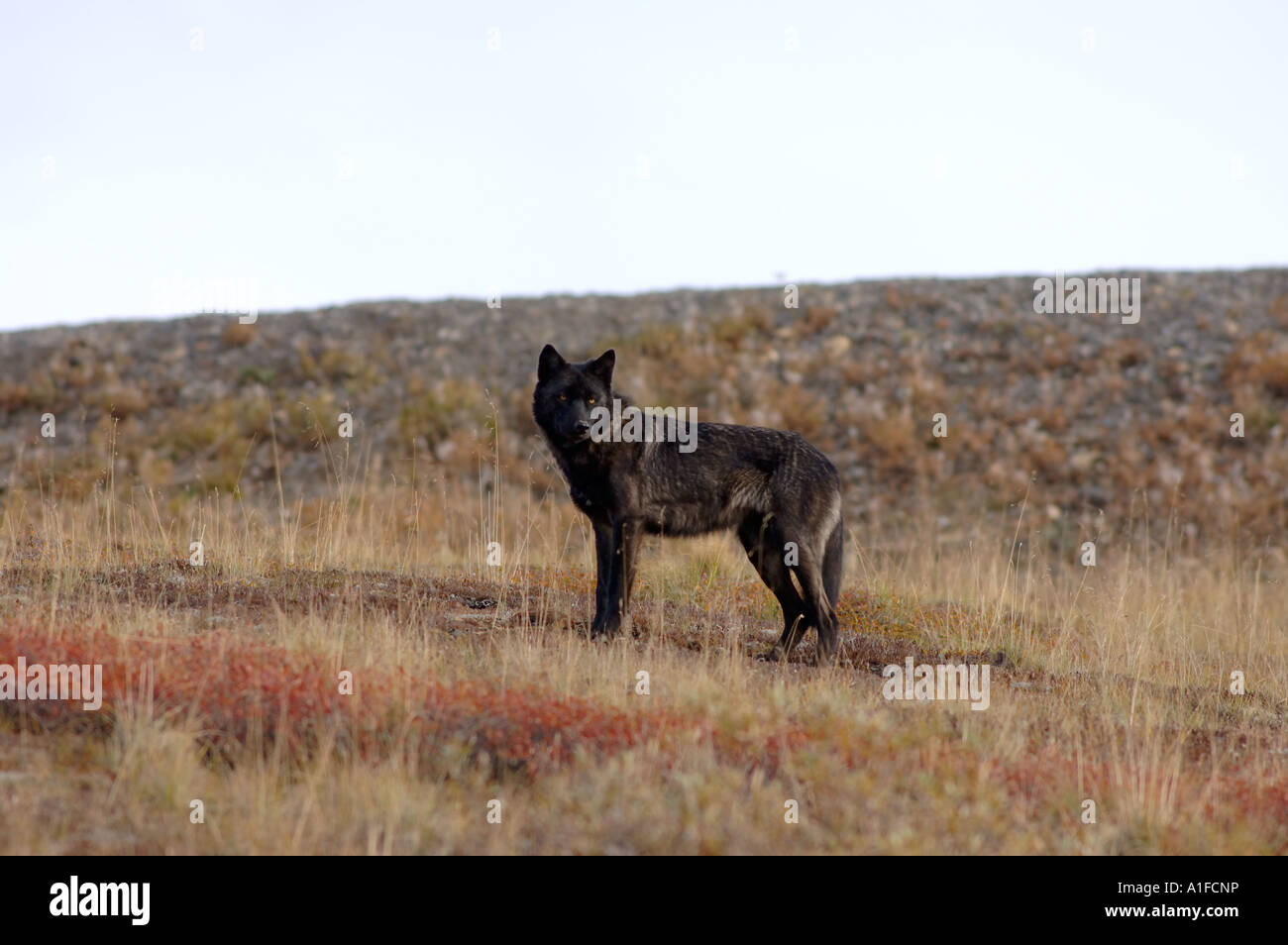 gray wolf Canis lupus on fall colors in Denali National Park interior ...