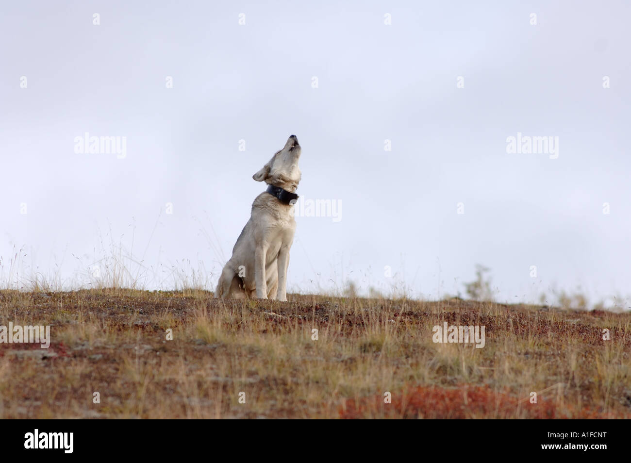 gray wolf Canis lupus female howling in Denali National Park interior ...