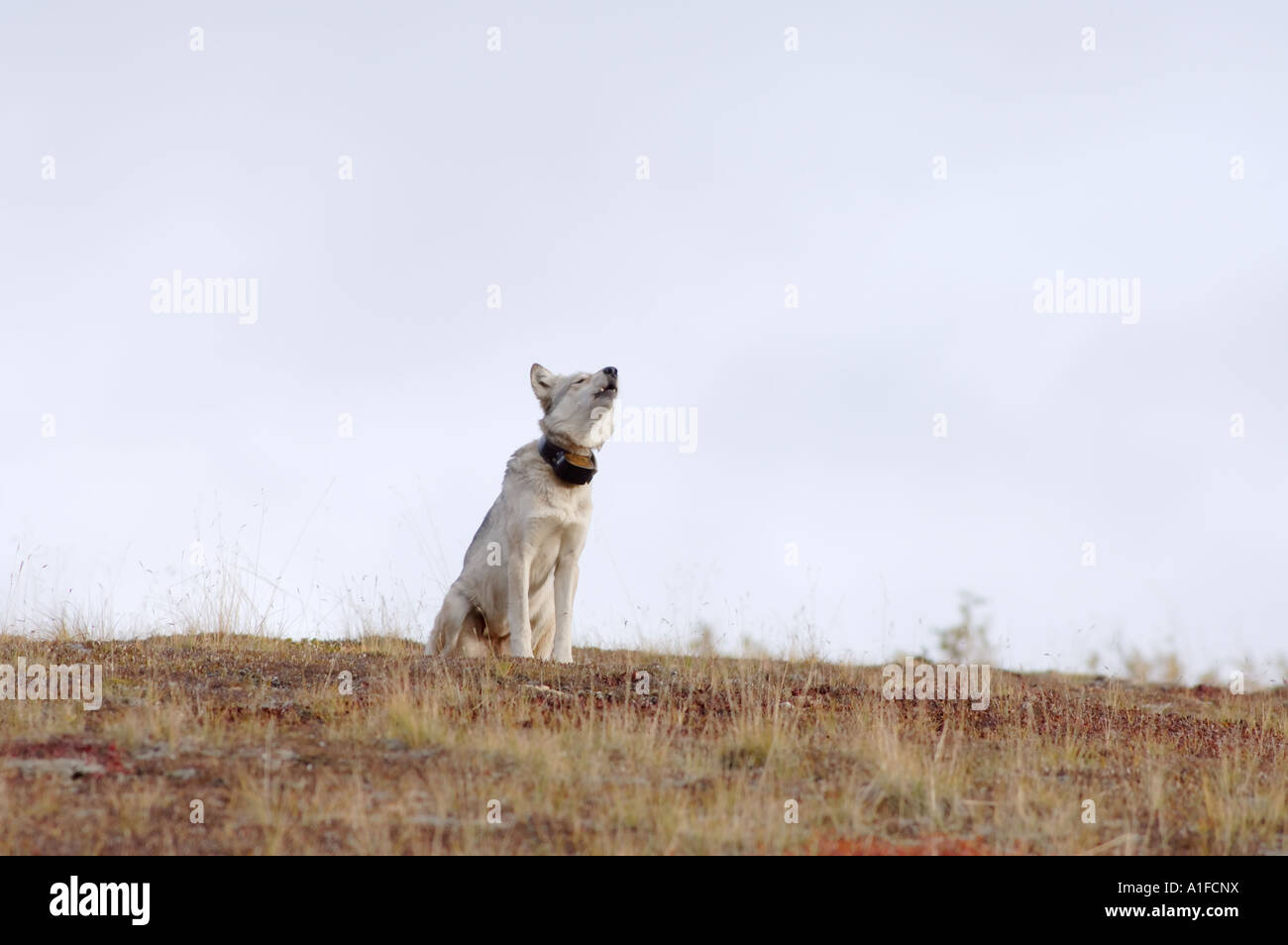 gray wolf Canis lupus female howling in Denali National Park interior ...