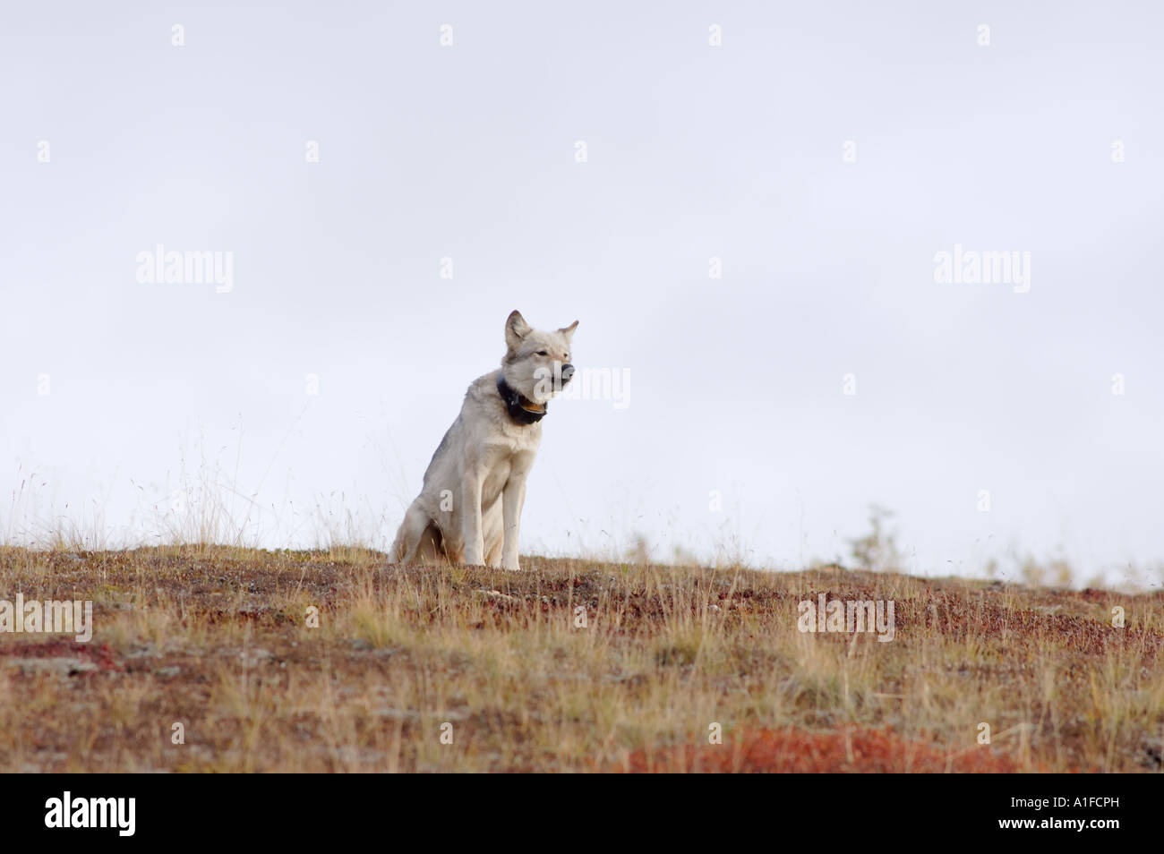 gray wolf Canis lupus female howling in Denali National Park interior ...