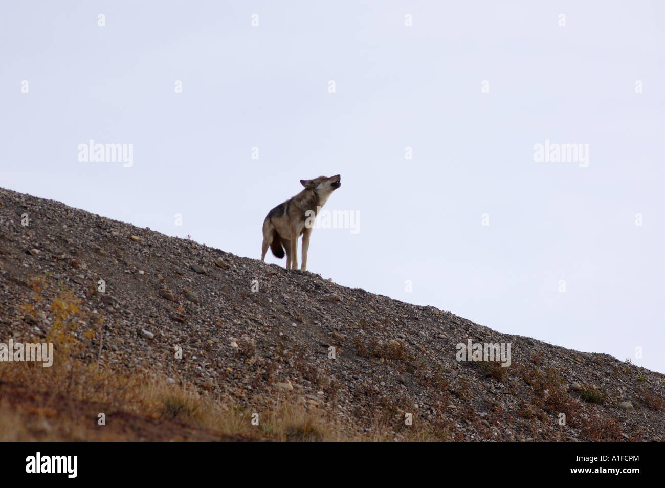 gray wolf Canis lupus howling in Denali National Park interior of ...
