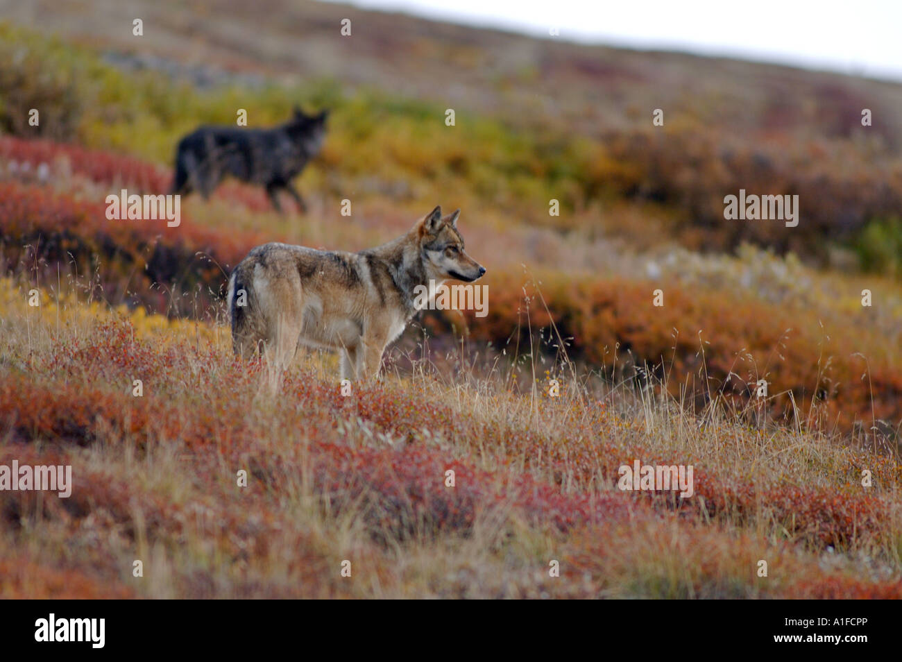 Interior alaskan wolf hi-res stock photography and images - Alamy