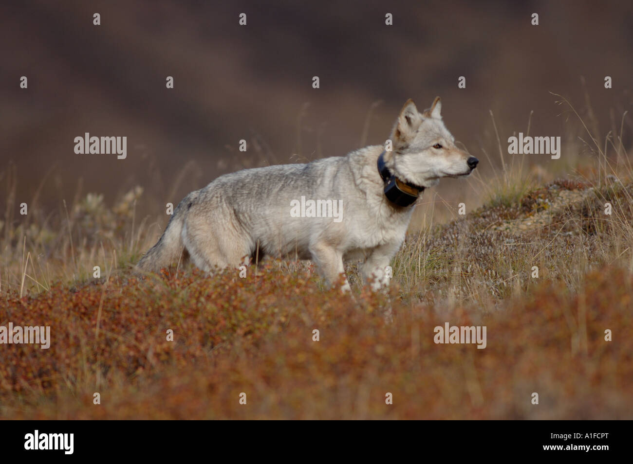 gray wolf Canis lupus female on fall colors in Denali National Park ...