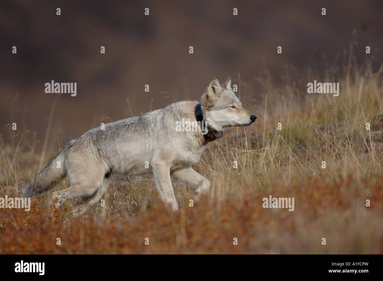 gray wolf Canis lupus female on fall colors in Denali National Park ...