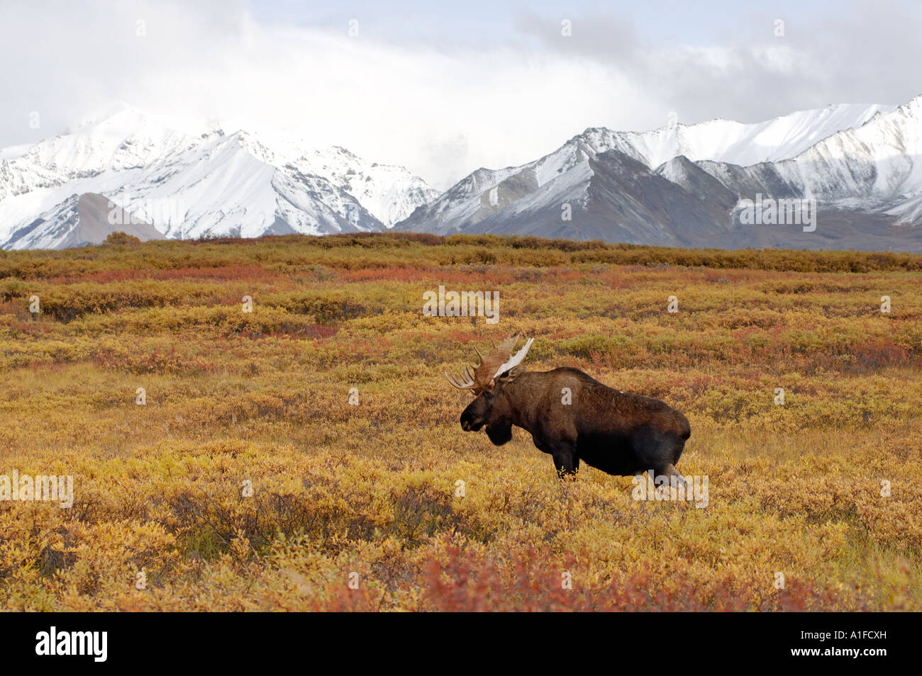 moose Alces alces bulls walking on fall tundra in Denali National Park ...