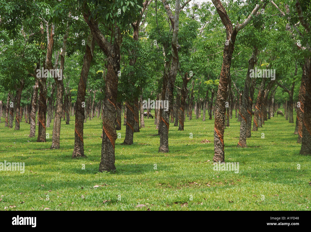 Rubber plantation vietnam asia hi-res stock photography and images - Alamy