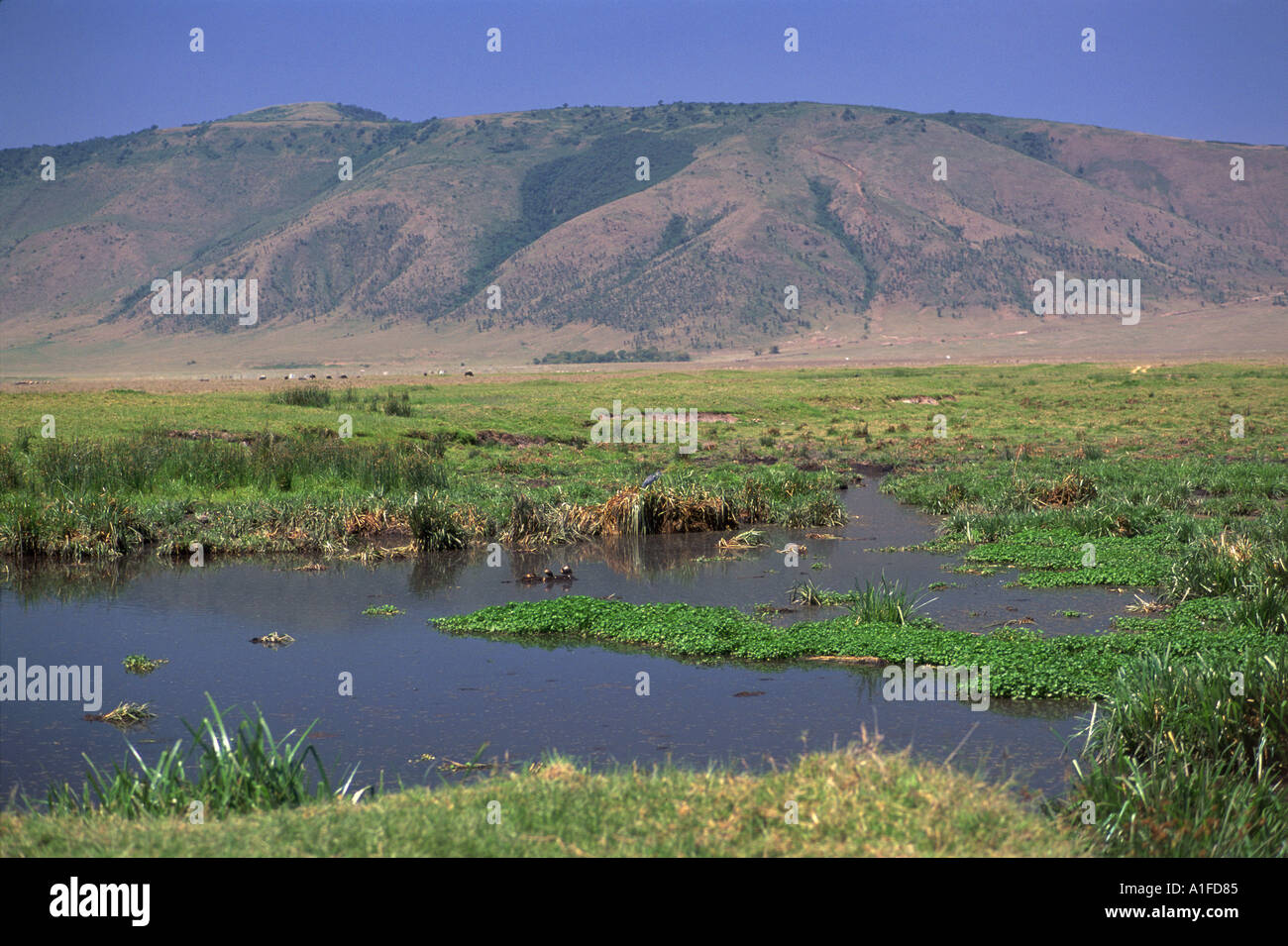 Ngorongoro Crater Ngoitokitok Springs Tanzania Africa N A Callow Stock ...