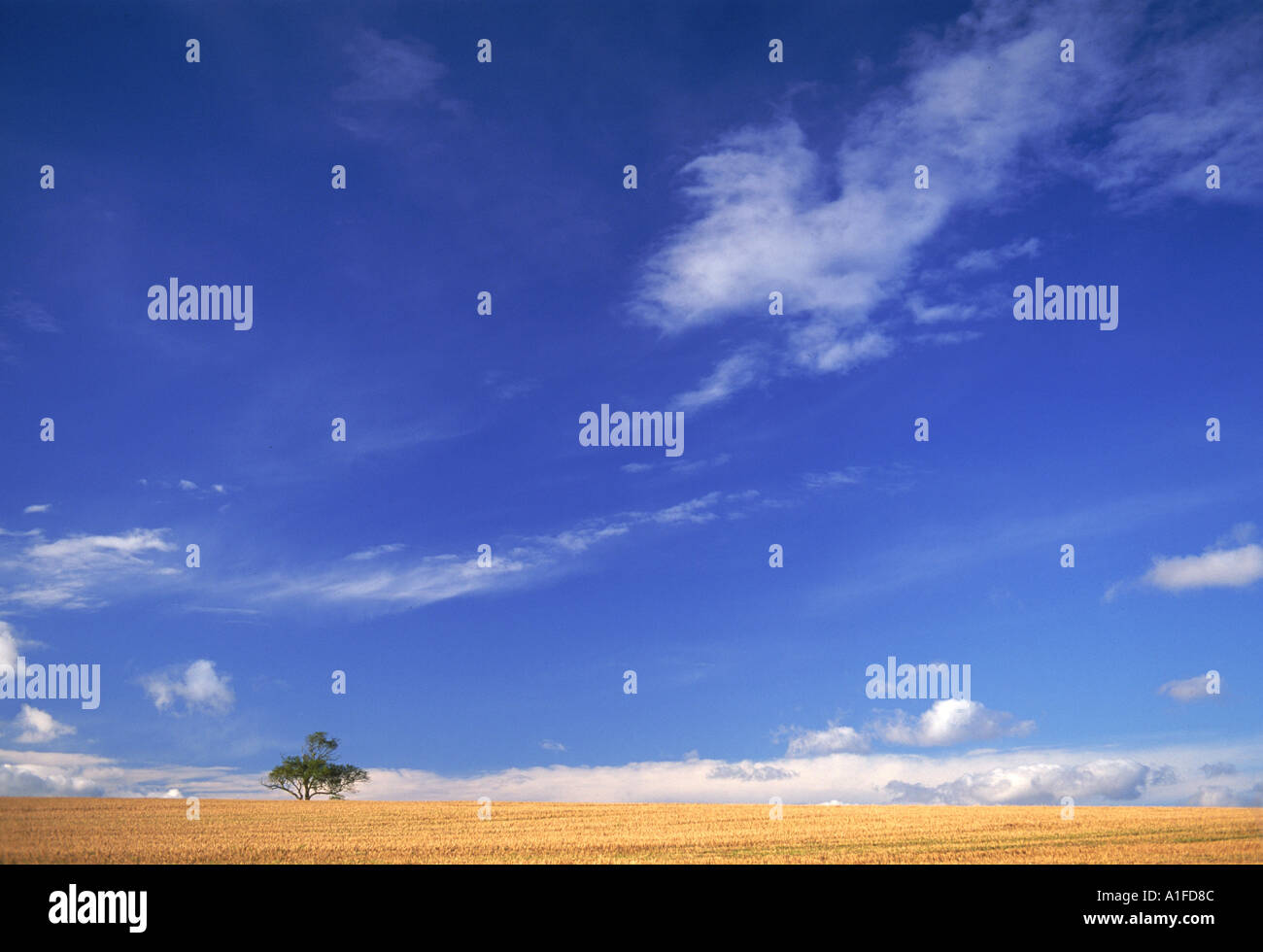 Wisps of white clouds in a bright blue sky over farmland in the north ...