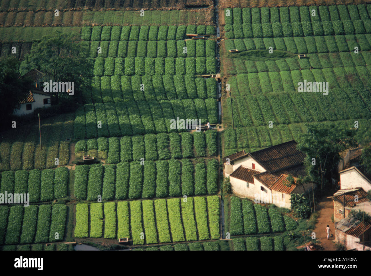 Aerial view of typical vegetable plots irrigation and manure pits in ...