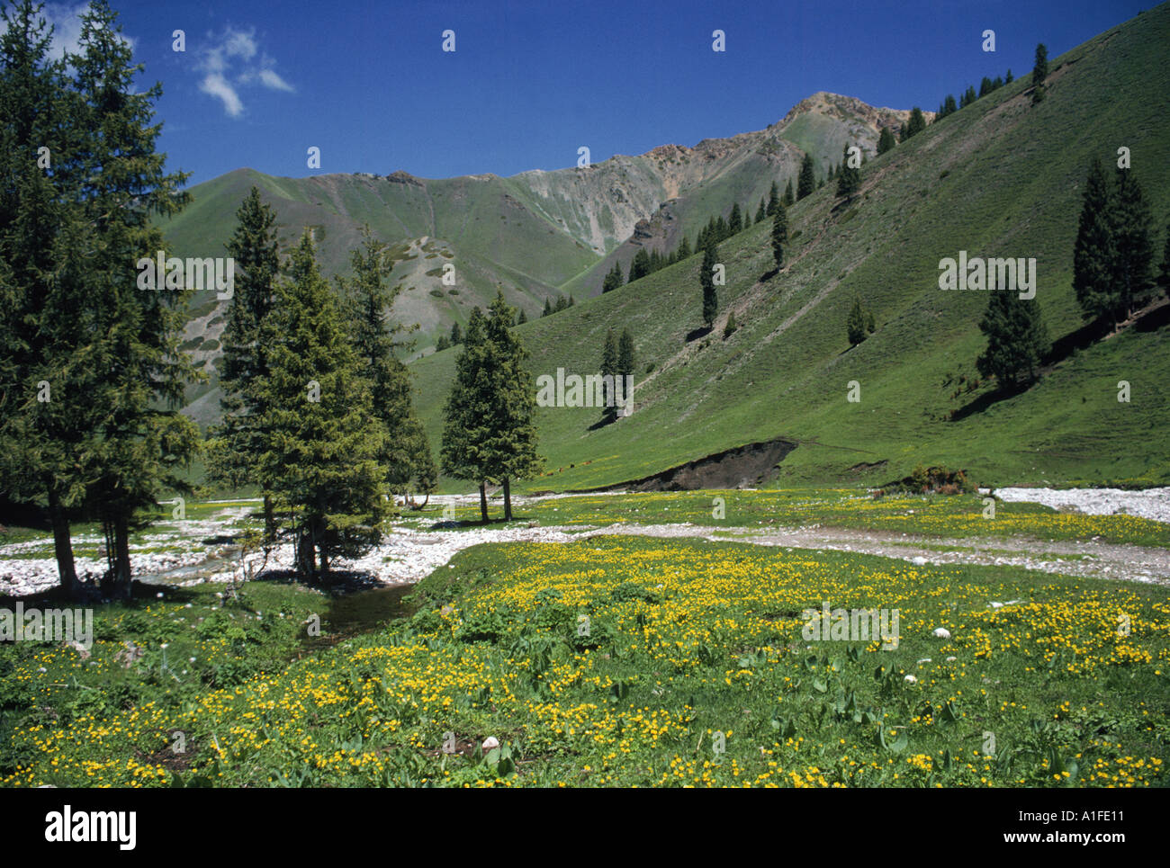 Wild flowers below the Tien Shan mountains in Xinjiang Province China G ...