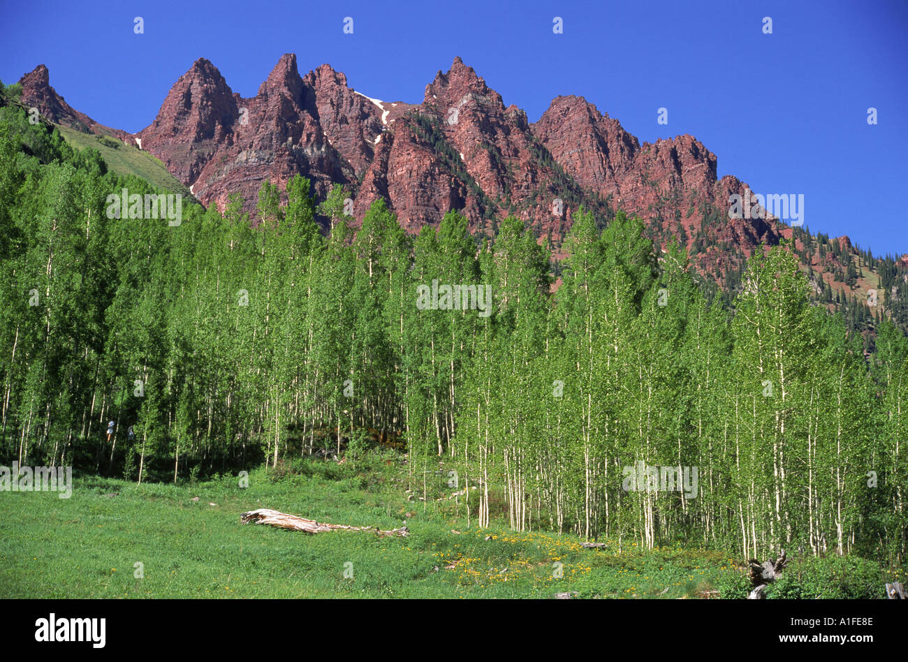 Aspen trees with the red peaks which line Maroon Valley to the west in ...