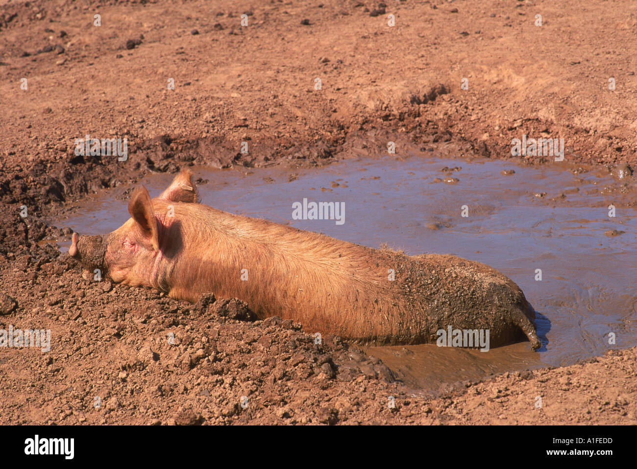 Devon black pig hi-res stock photography and images - Alamy