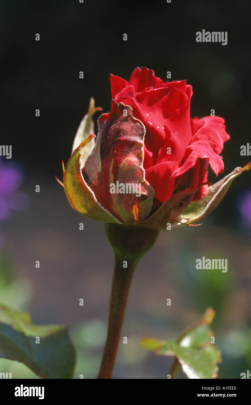 Close up showing damage to a rose bud caused by late frost taken in May ...