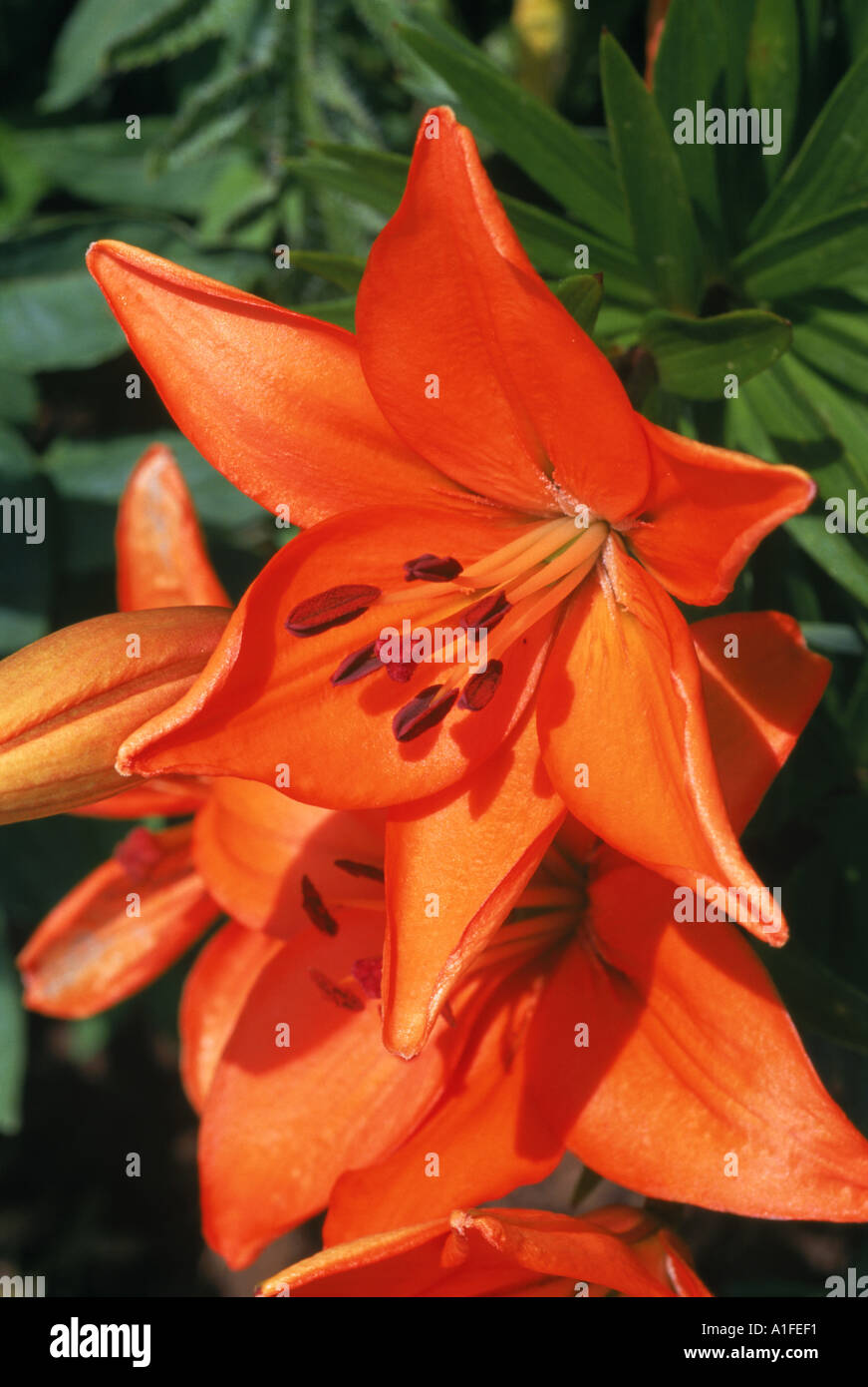 Close up of orange flowers of lilies Lilium Speciosum taken in June in ...