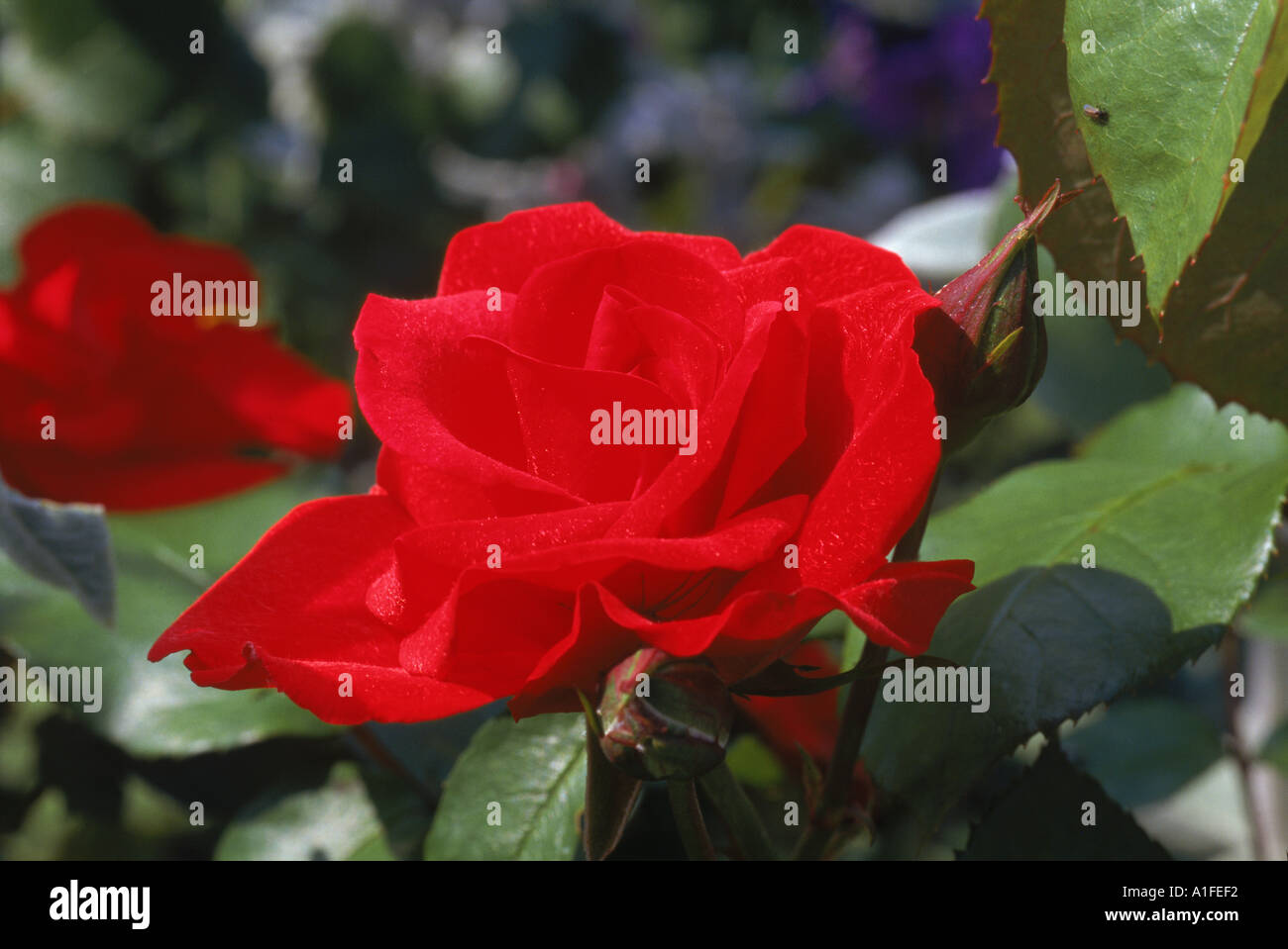 Close up of red rose Cardinals Cap taken in June M H Black Stock Photo ...