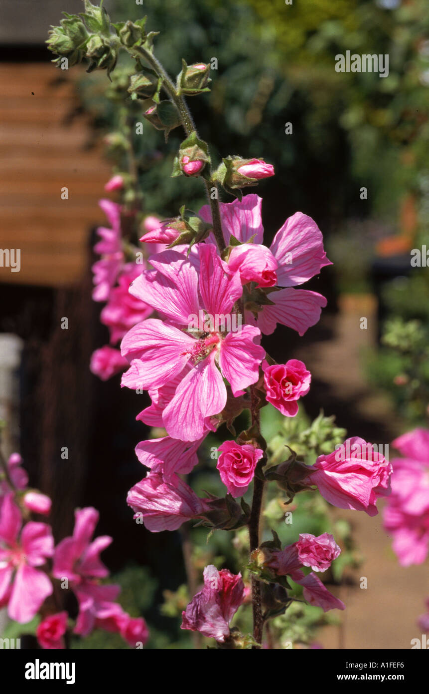 Close up of flowers of the tree mallow Lavatera Olbia Rosea in July in ...