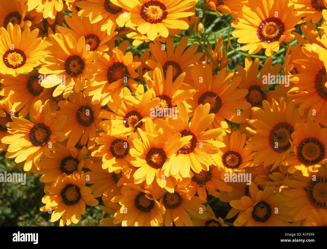 Close up of Bears Ears flowers Arctotis species taken in July in Devon ...