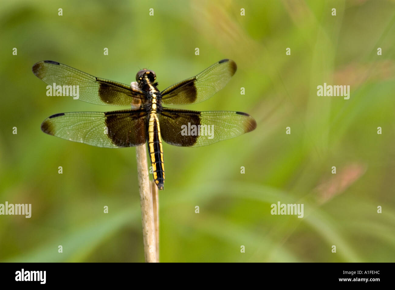 A colorful dragonfly perches on a reed along a roadside in central ...
