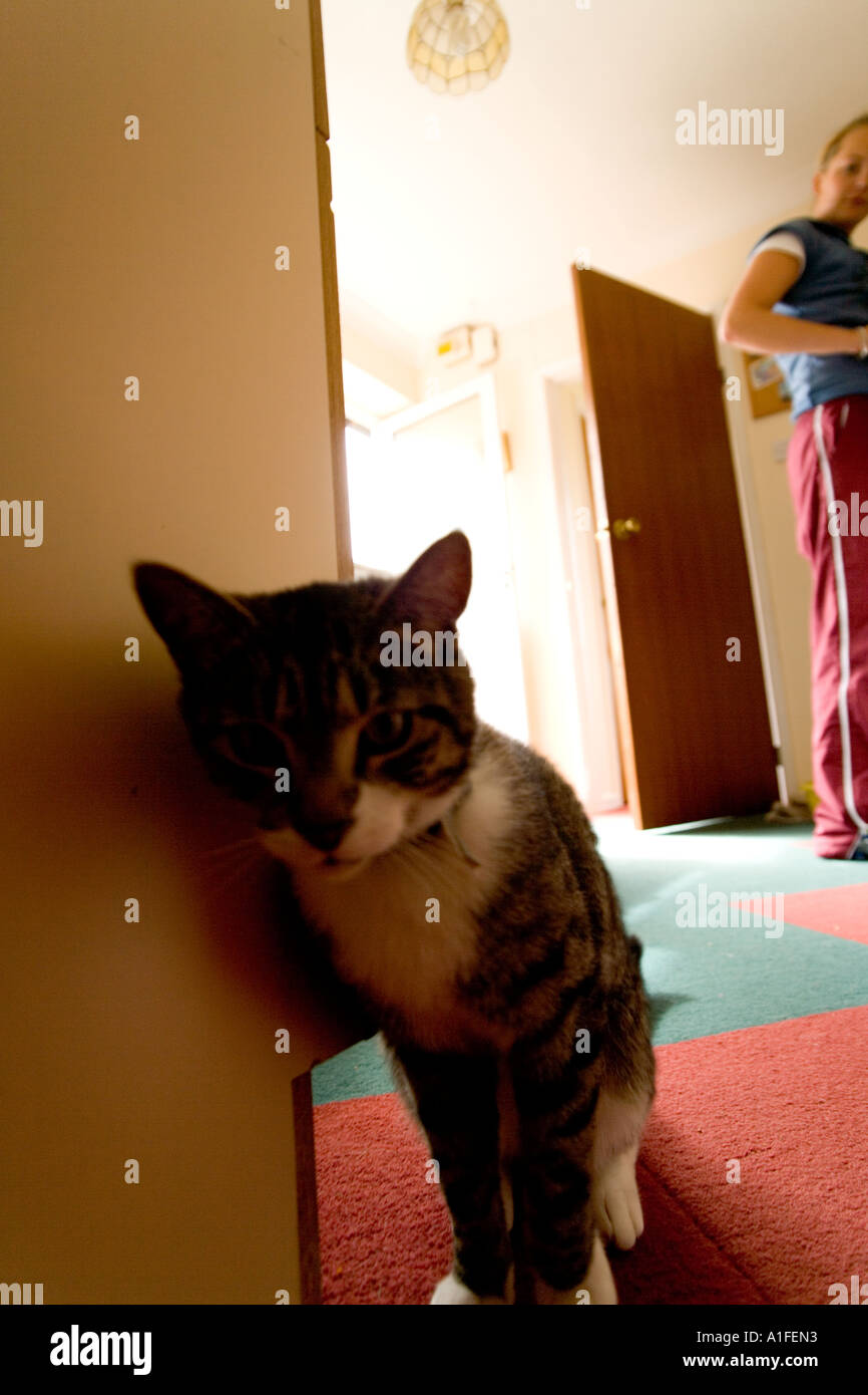 Cat waiting to be fed hi-res stock photography and images - Alamy