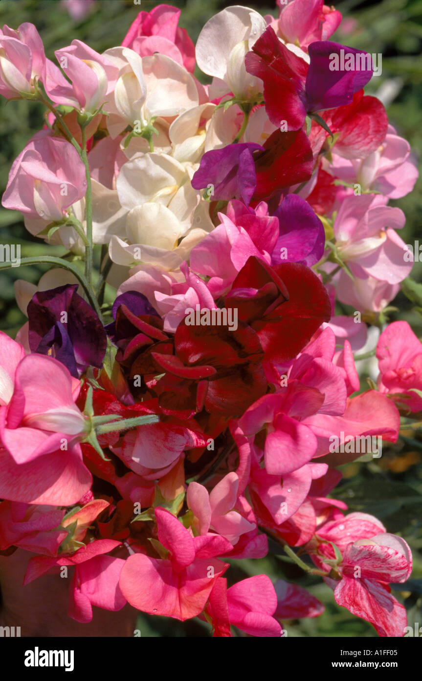A bunch of sweet pea flowers Lathyrus Odoratus Old Fashioned Mixed ...