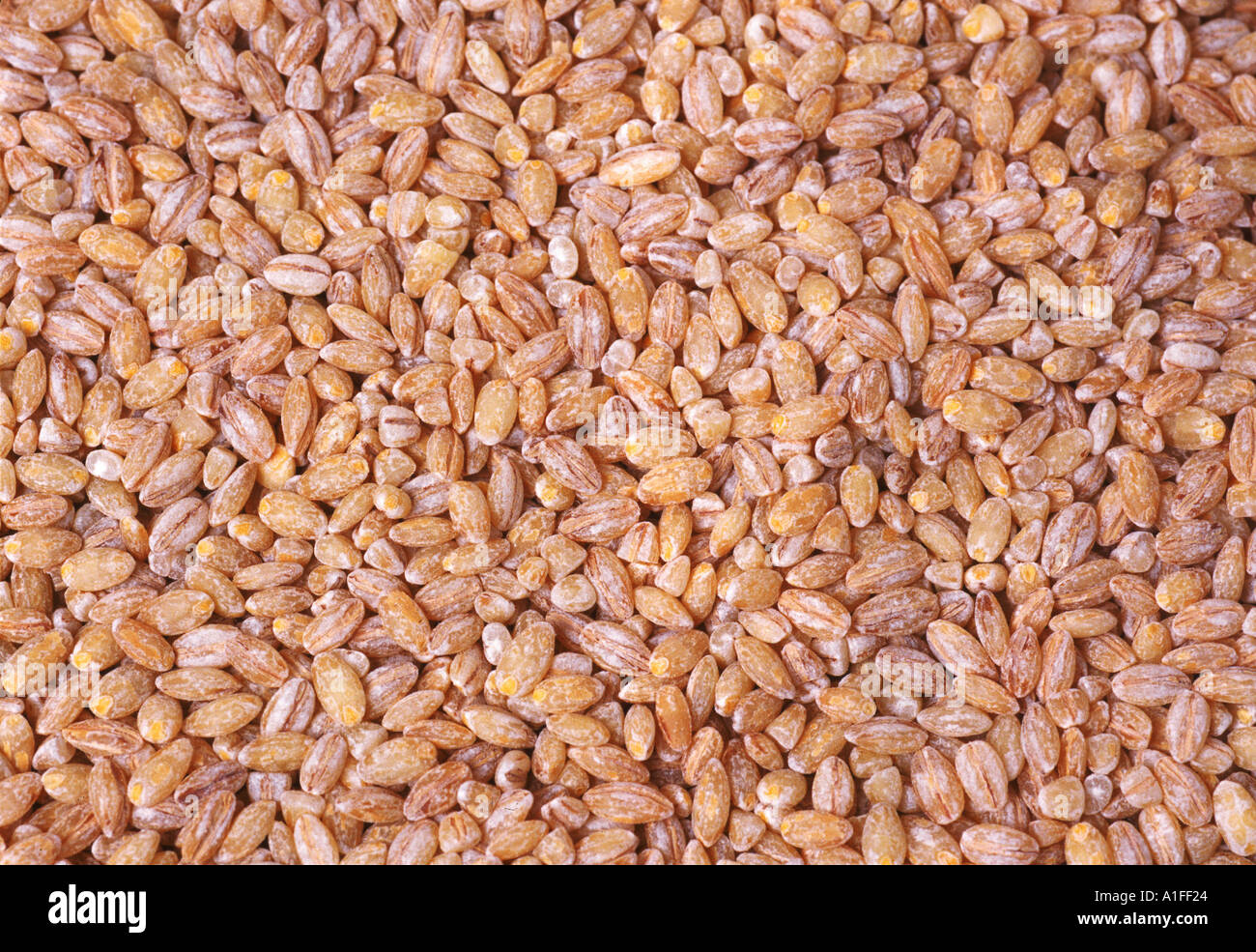 Pearl barley crop after harvesting M H Black Stock Photo - Alamy