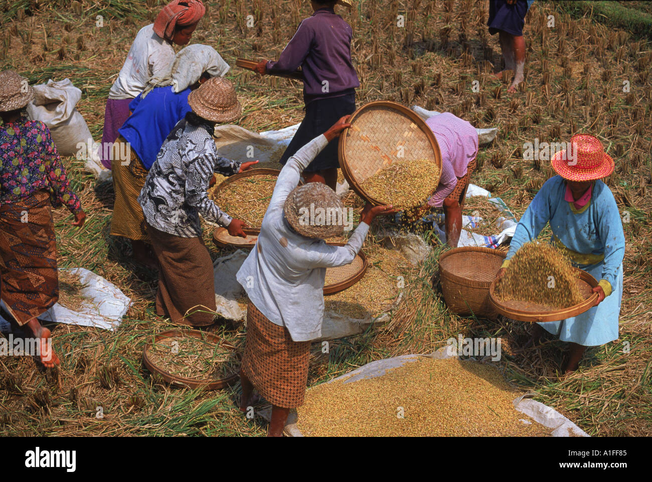 Women working fields during hi-res stock photography and images - Alamy