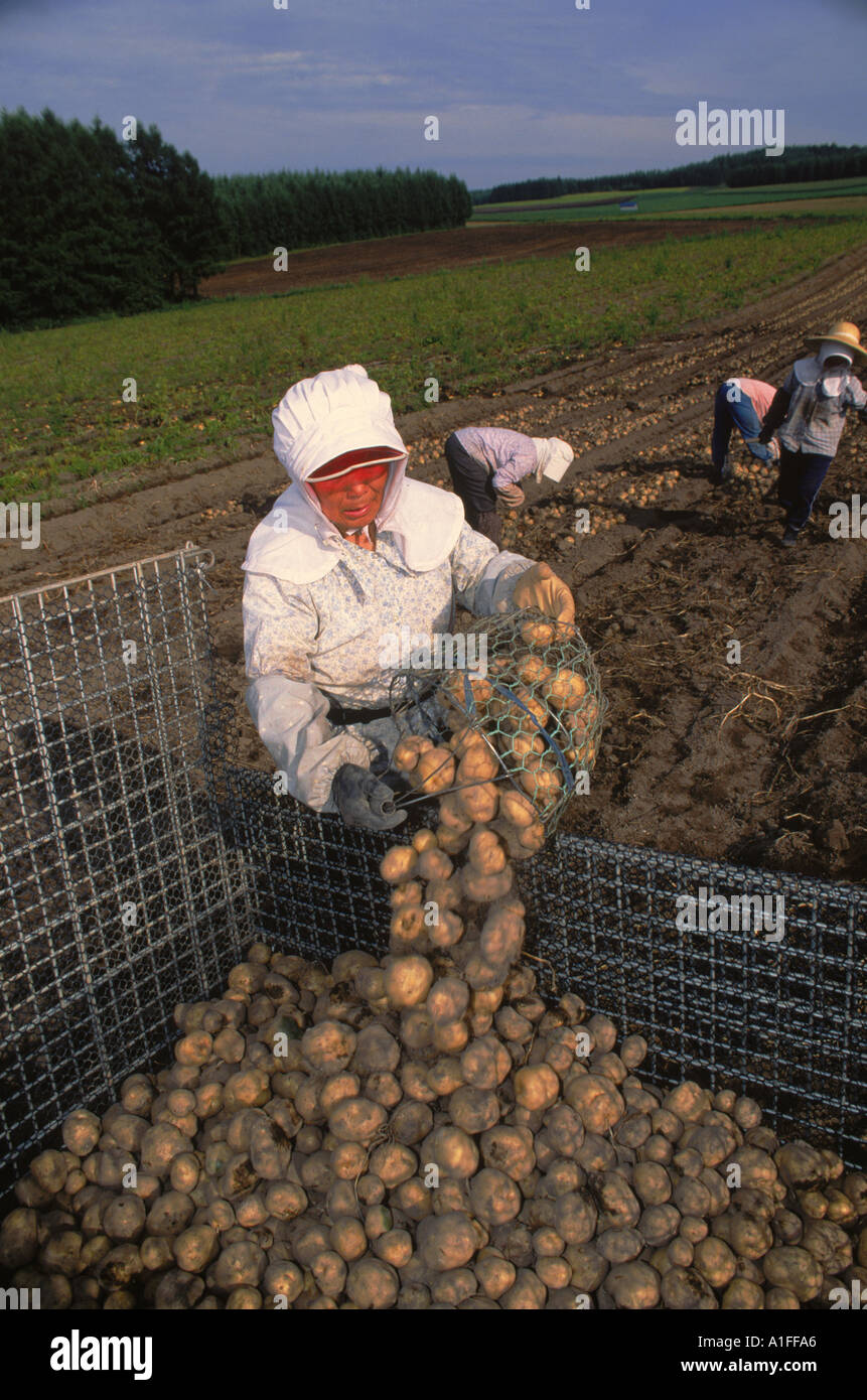 Women farm workers harvesting potatoes on Hokkaido Japan Asia G Hellier ...