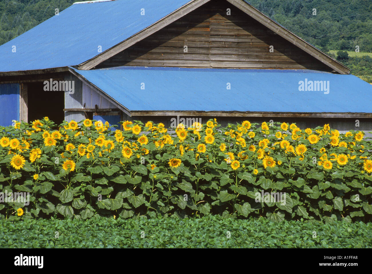 A line of sunflowers in front of a farm building on Hokkaido Japan G ...