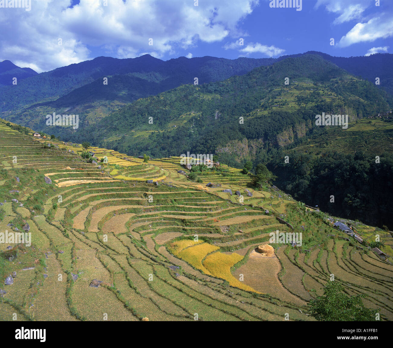 Nepal rice farms hi-res stock photography and images - Alamy