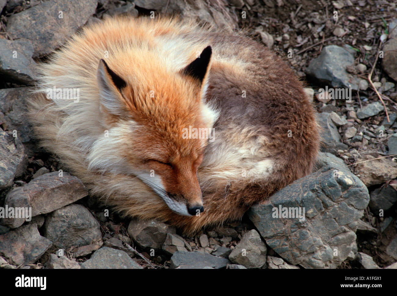 Red Fox in Denali National Park, Shot in the wild Stock Photo - Alamy