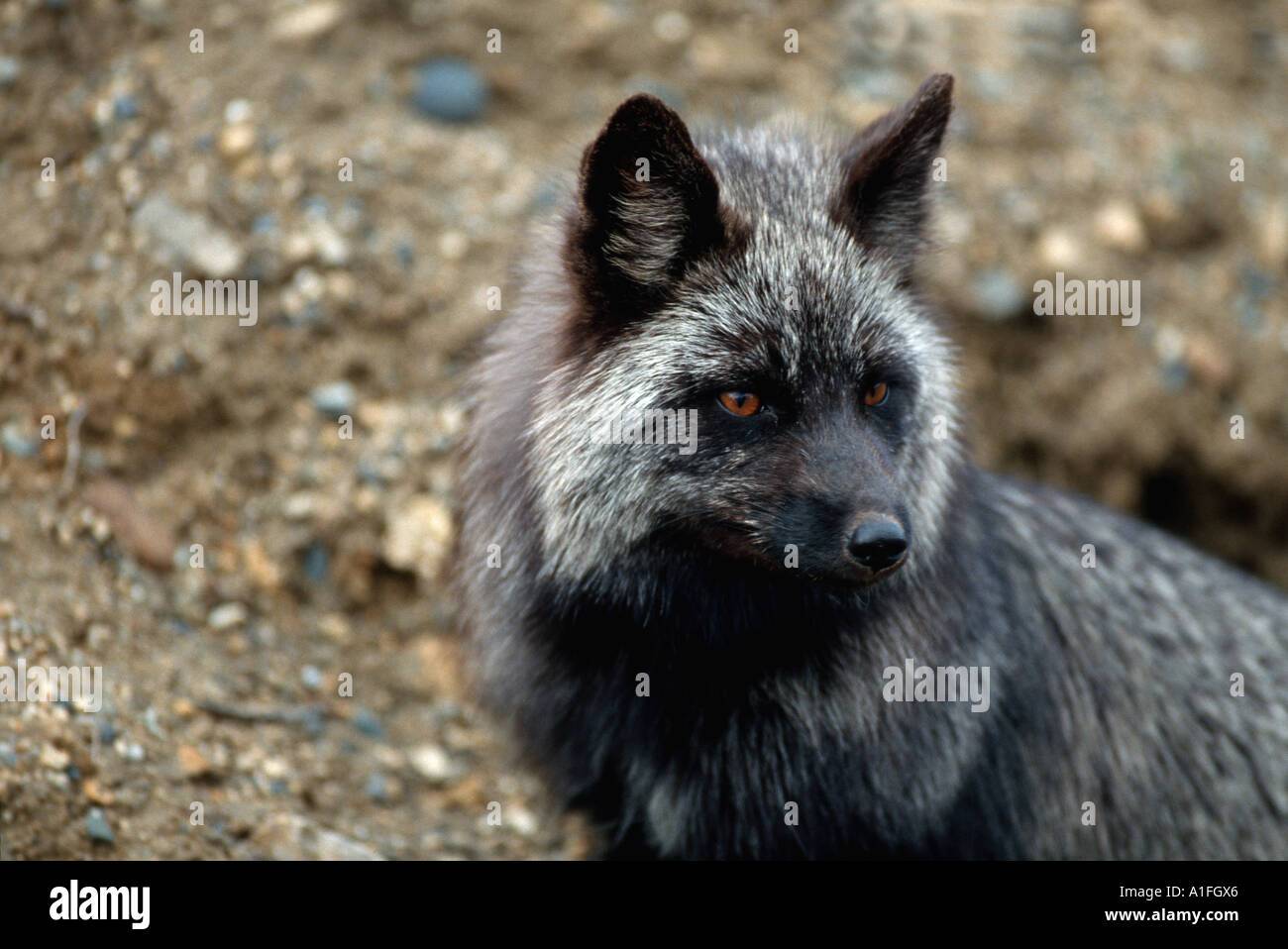 The silver fox hi-res stock photography and images - Alamy