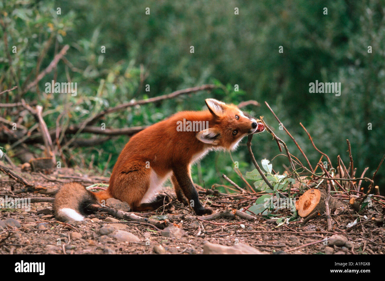 Red fox smart animal photo hi-res stock photography and images - Alamy