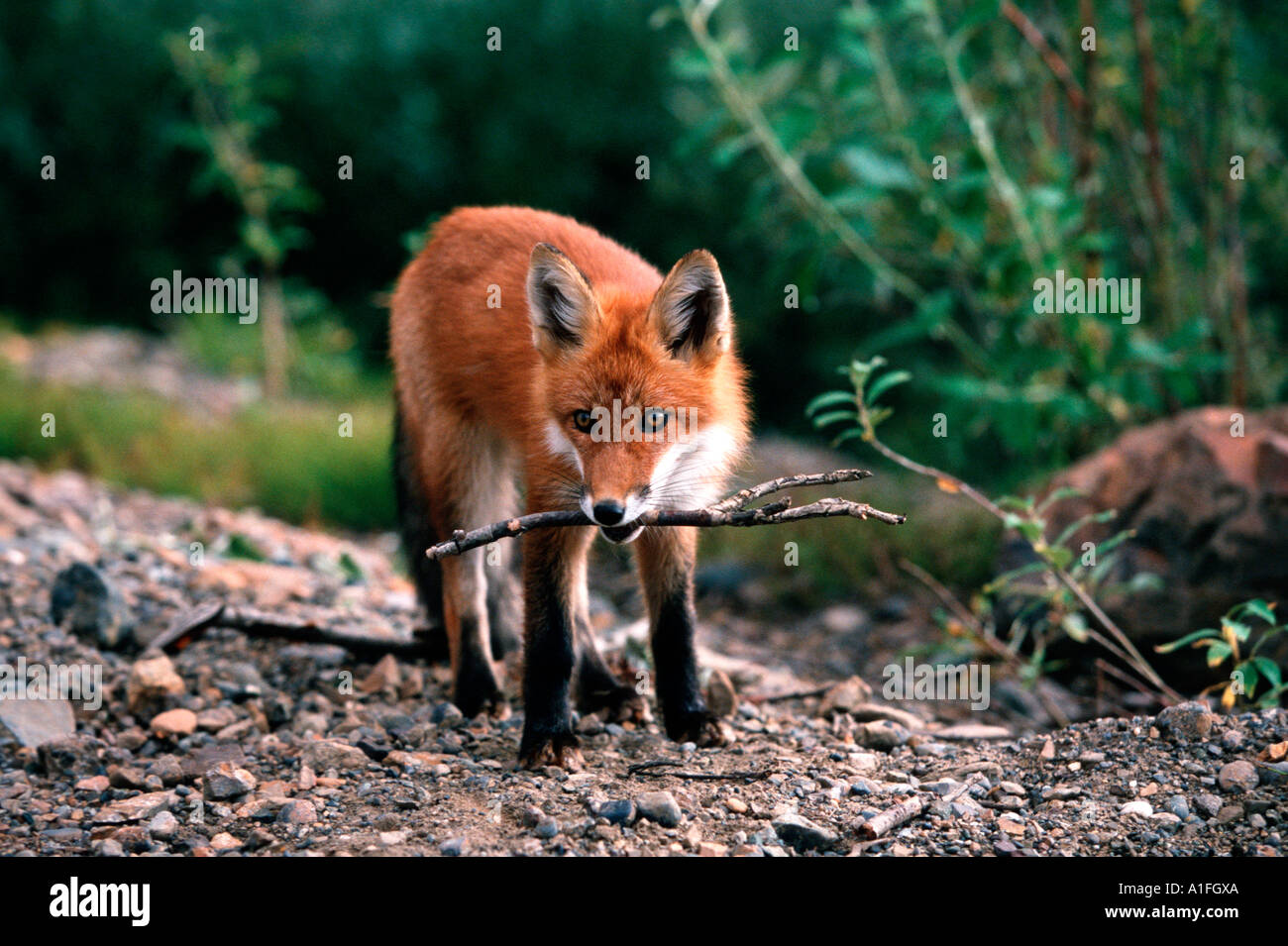 Red fox in denali hi-res stock photography and images - Alamy